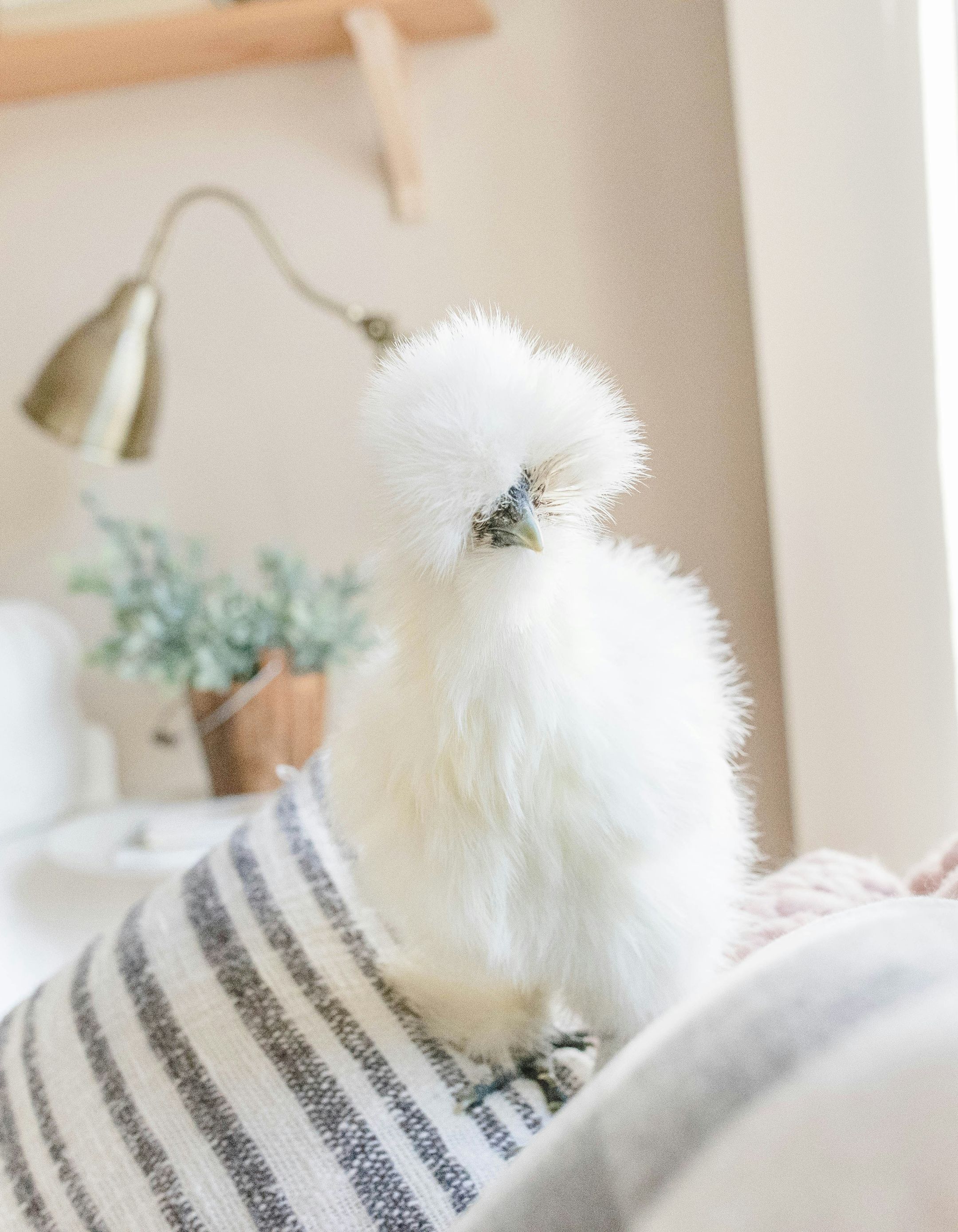 The beauty of the Calm and Friendly Silkie - World in Beauty