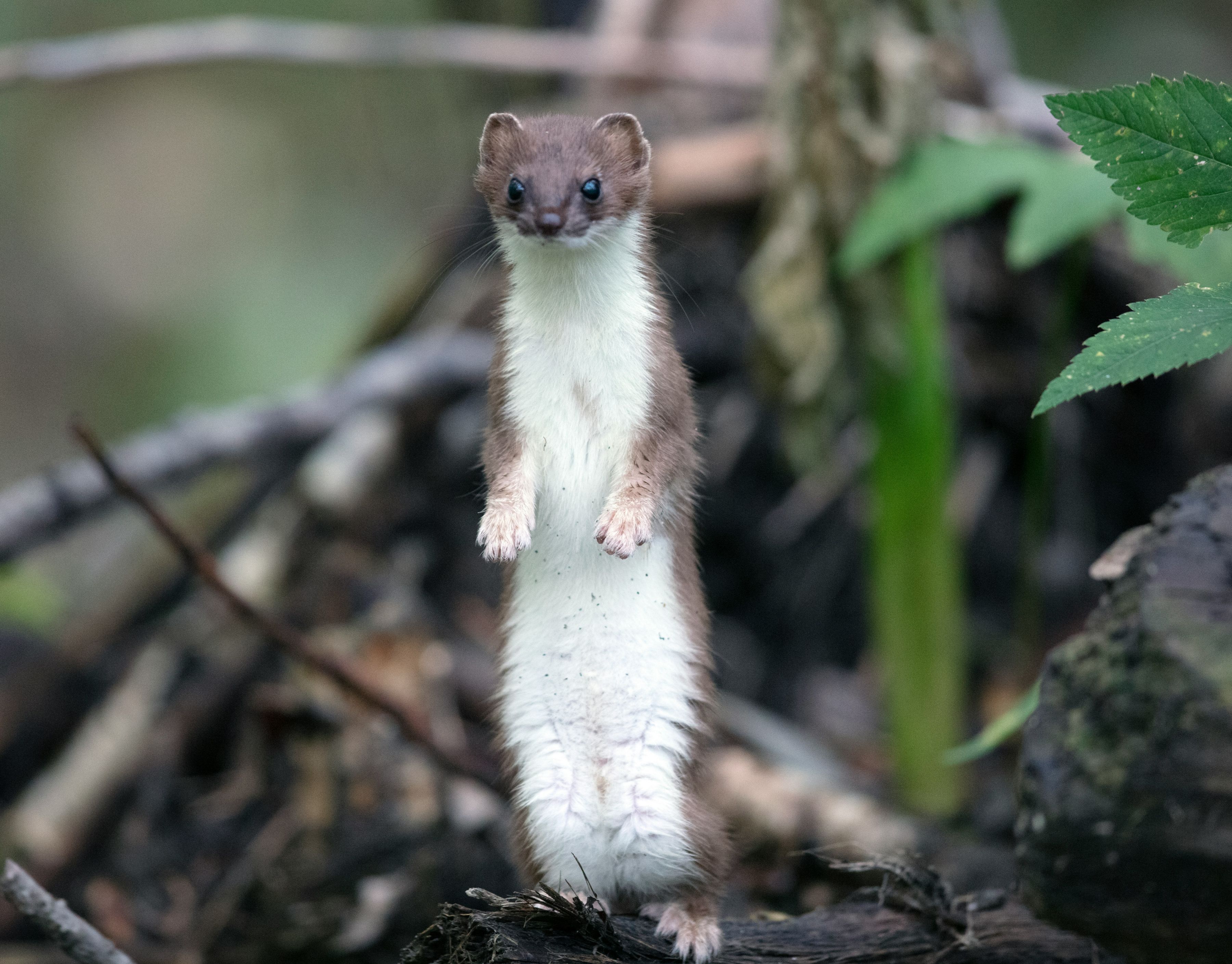 The adorable weasel family - World in Beauty