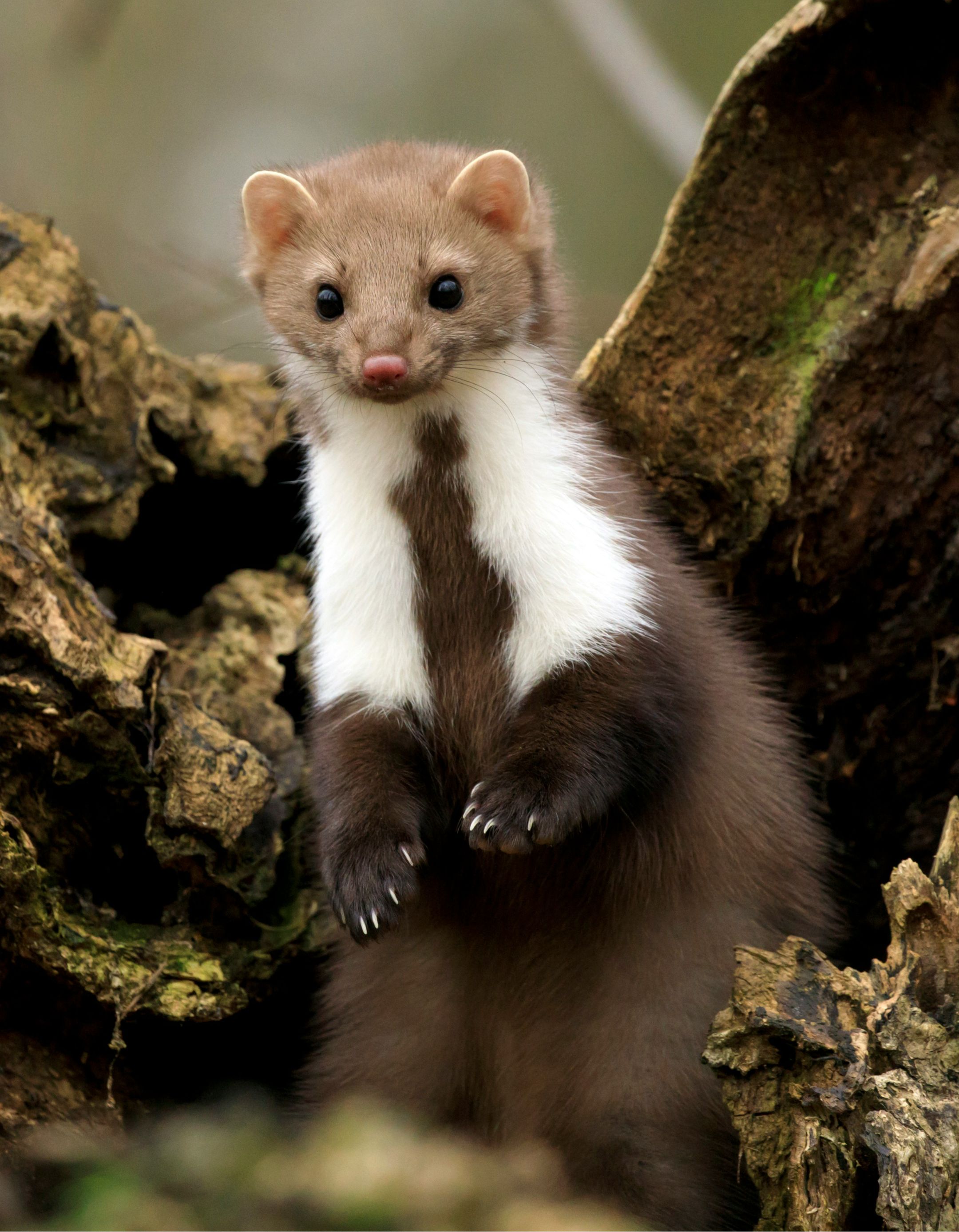 The adorable weasel family - World in Beauty