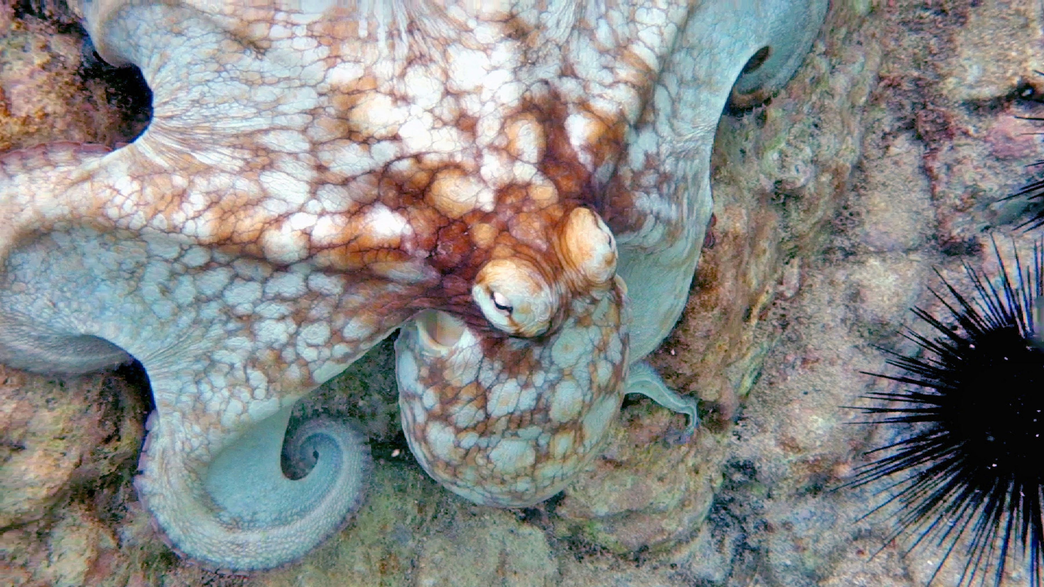 The beauty of the octopus lies in its elegance, intelligence, and ...