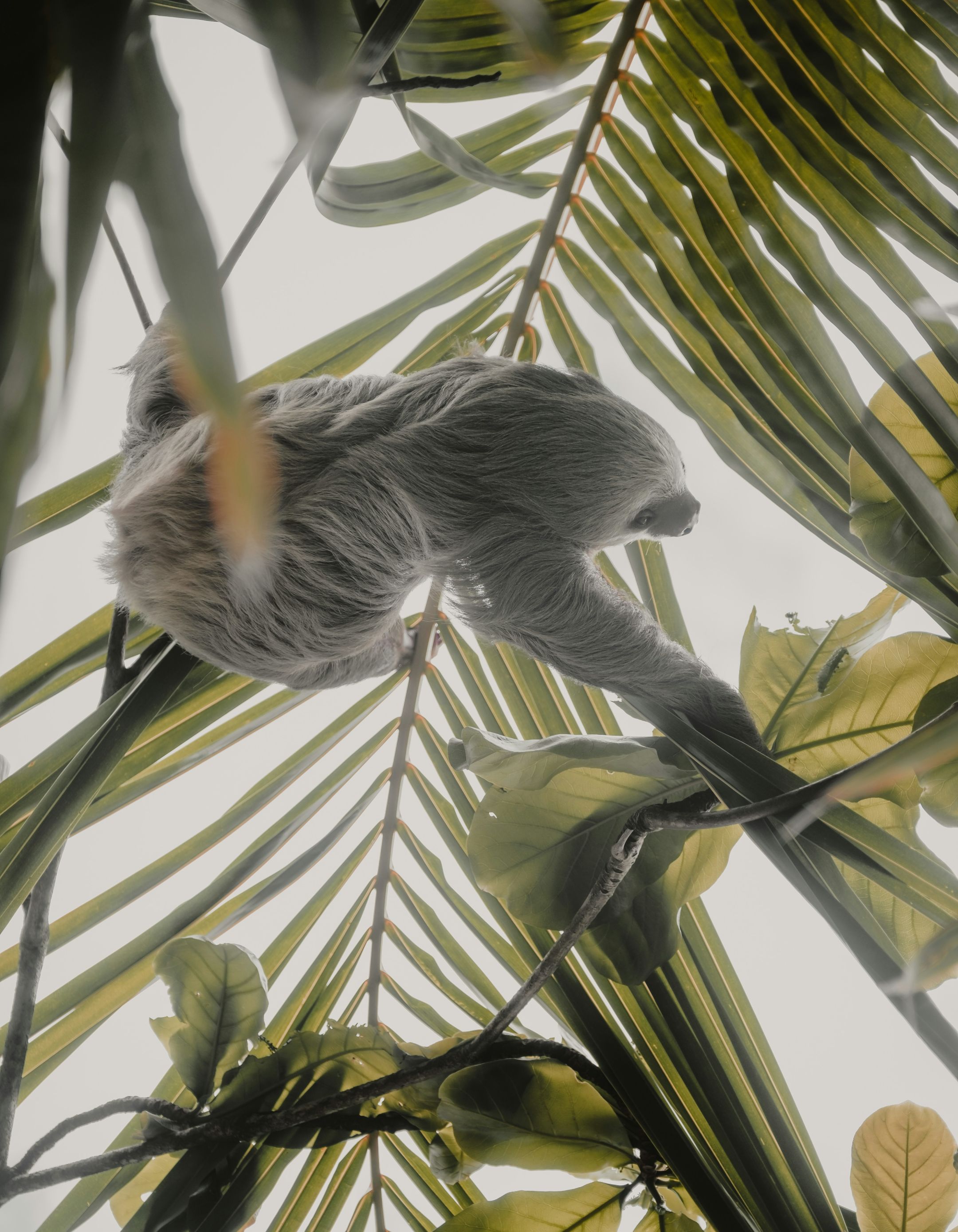 Guardians of Stillness: The Enigmatic Beauty and Fragile Future of ...