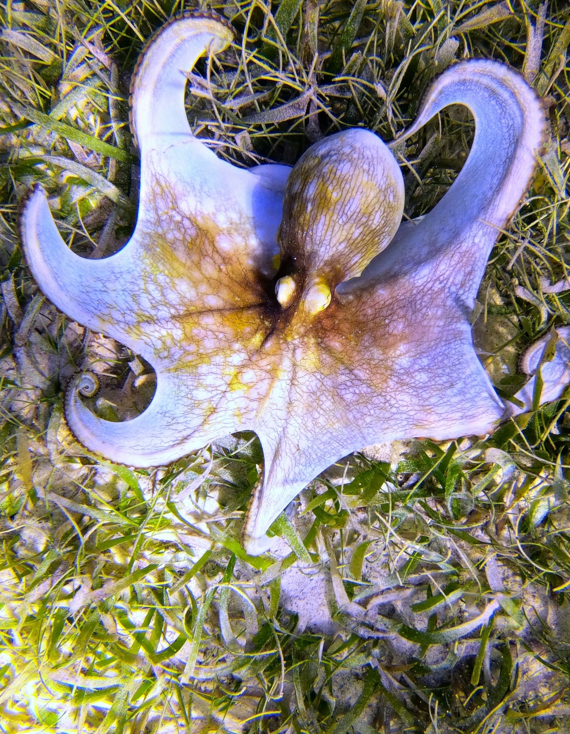 The beauty of the octopus lies in its elegance, intelligence, and ...