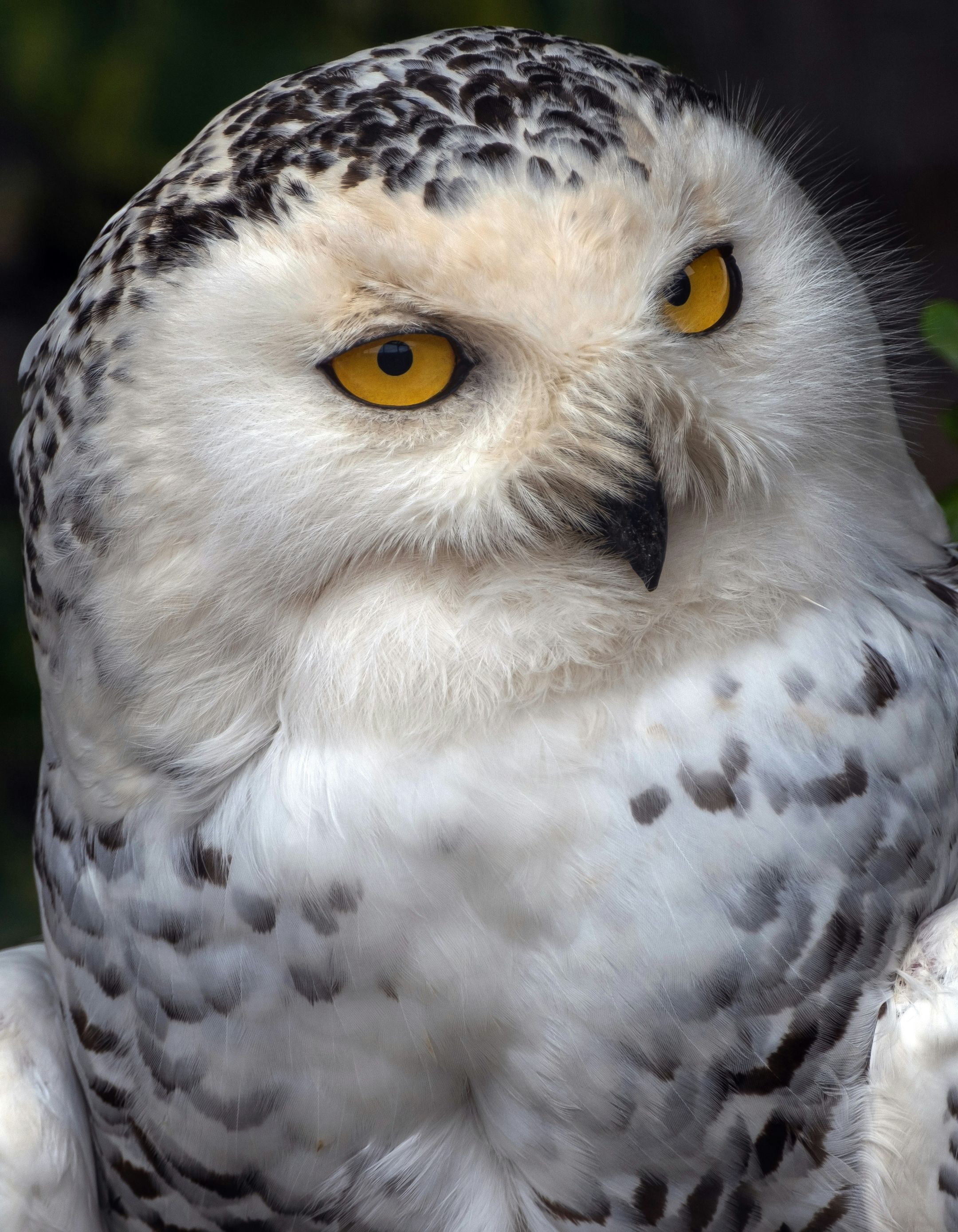 The Snow White of winter - Christmas Icons and Winter Beauty - World in ...